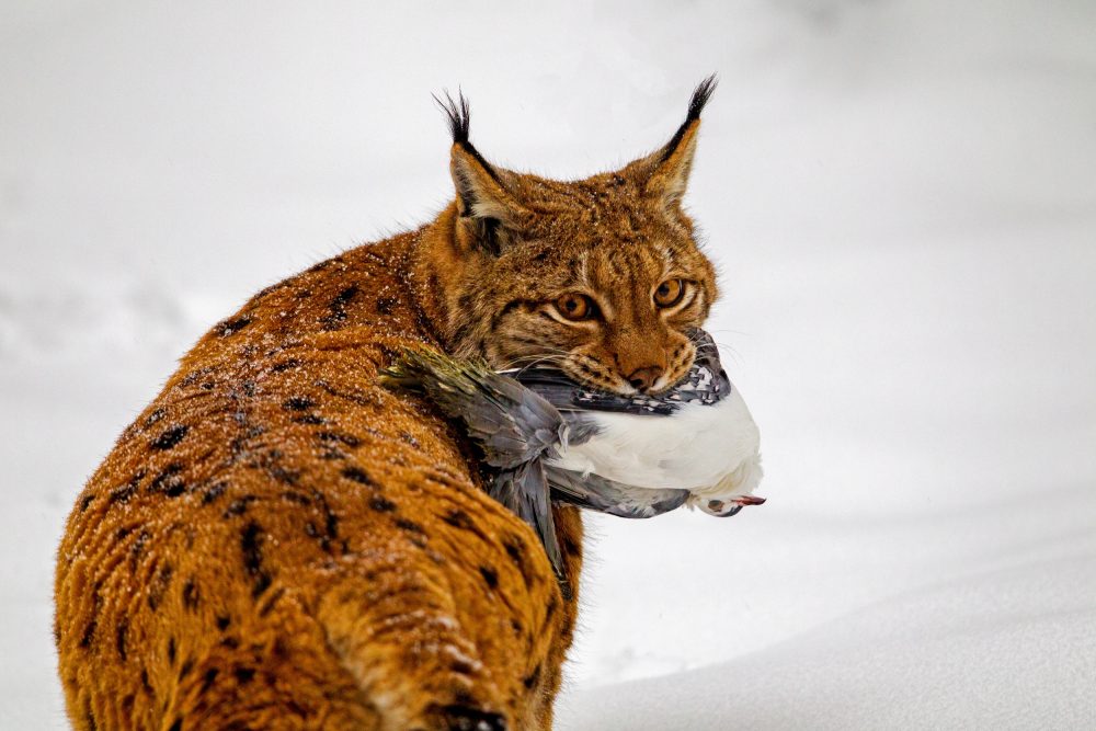 Lince - características, fotos, principais espécies - Animais - InfoEscola