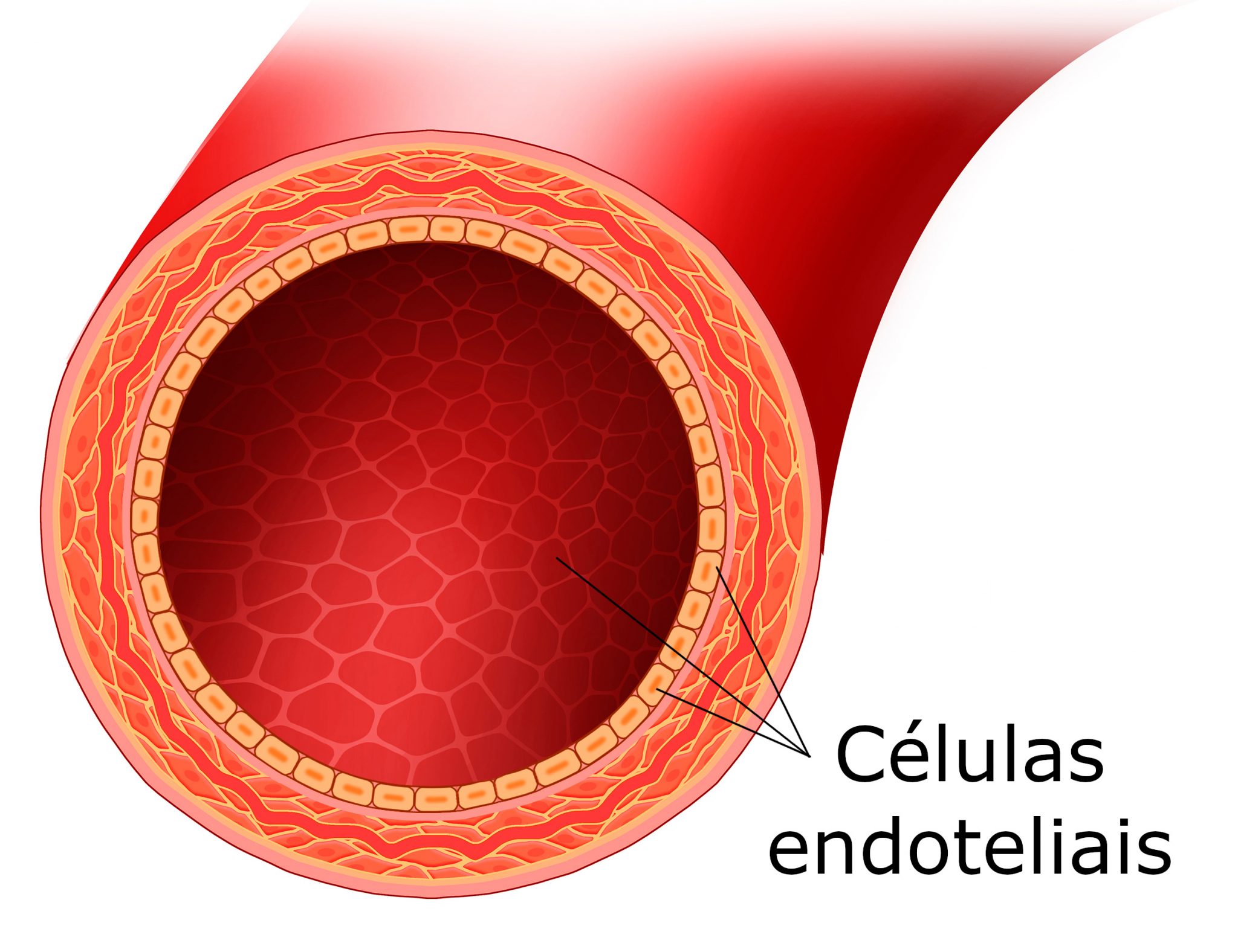 Diagrama De Endotelio FISIOLOGÍA DEL ENDOTELIO VASCULAR WebFisio
