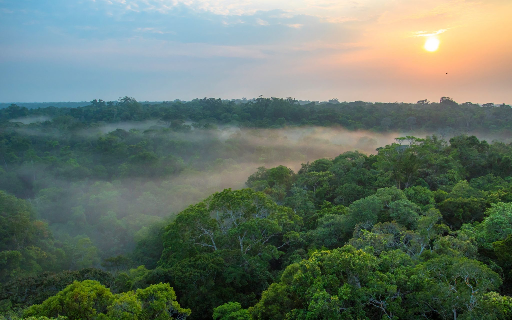 Clima do Amazonas - características, período de chuvas, temperaturas ...