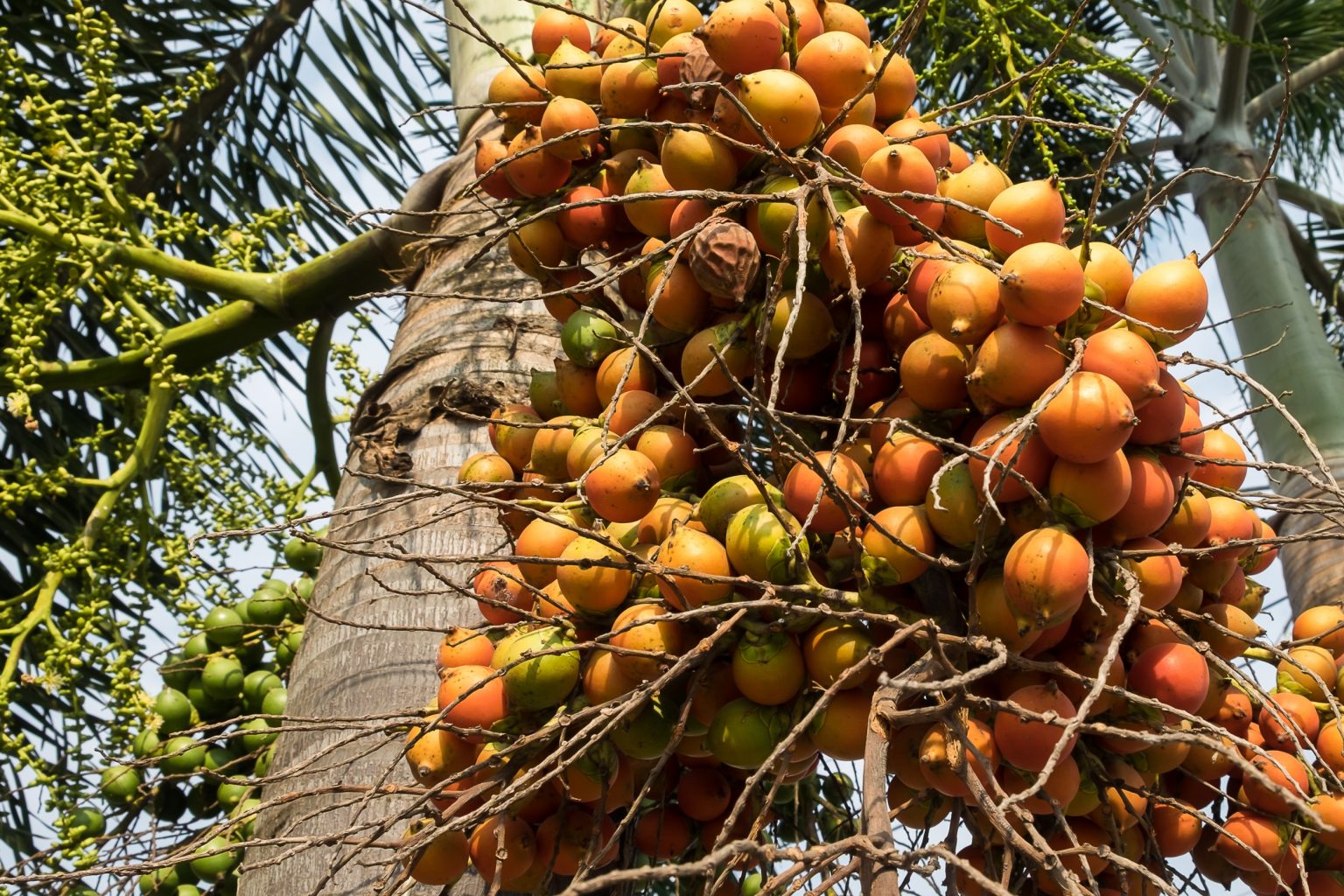 Quais Os Benefícios Da Pupunha - FDPLEARN