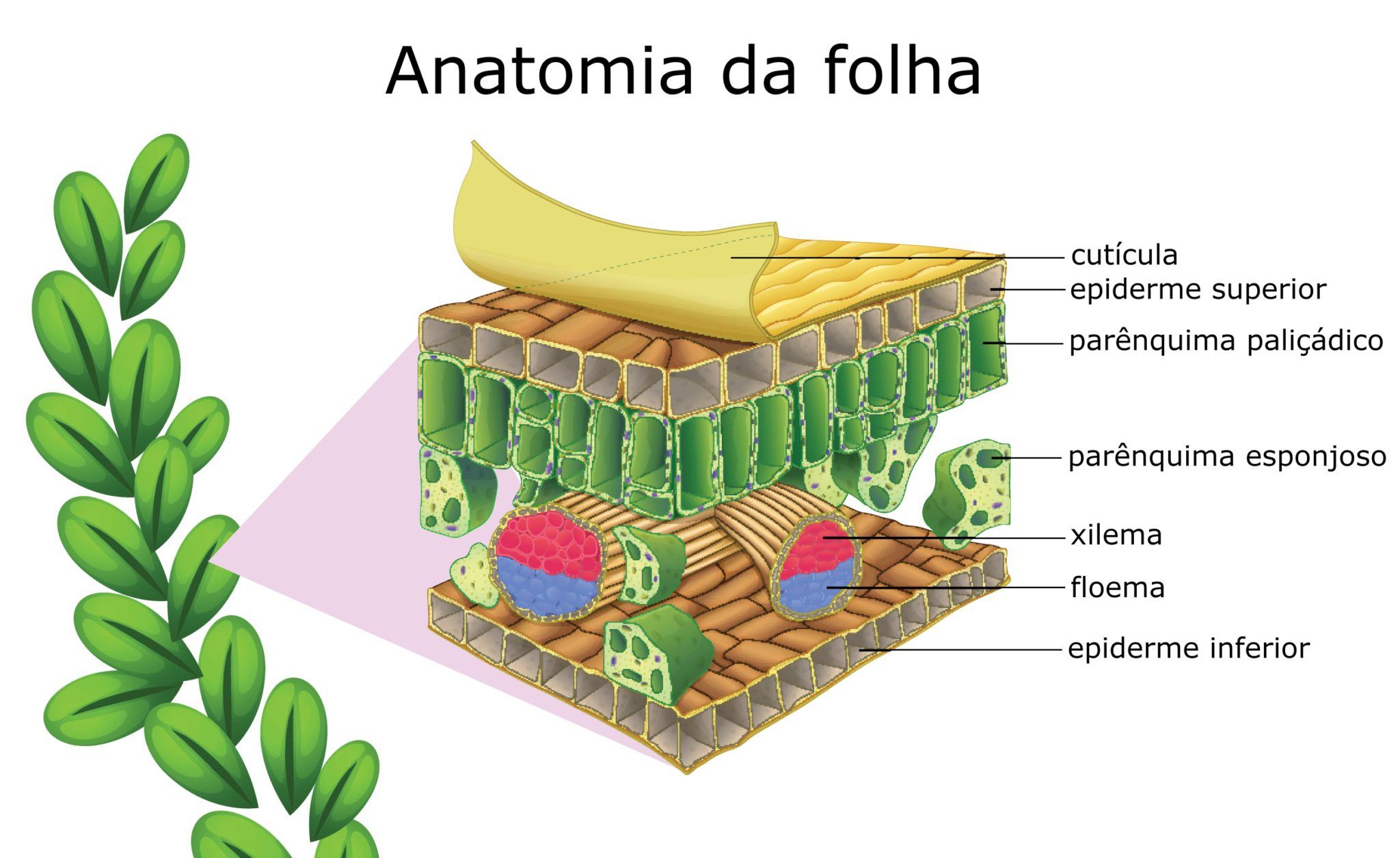 Morfologia interna da folha - Biologia - InfoEscola