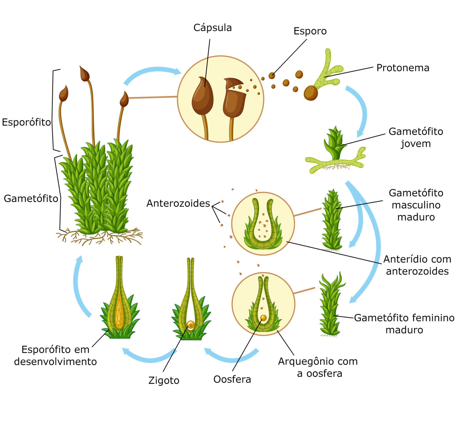 Briófitas - hepáticas, antóceros e musgos - Biologia - InfoEscola