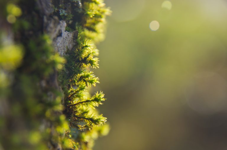 Briófitas - hepáticas, antóceros e musgos - Biologia - InfoEscola
