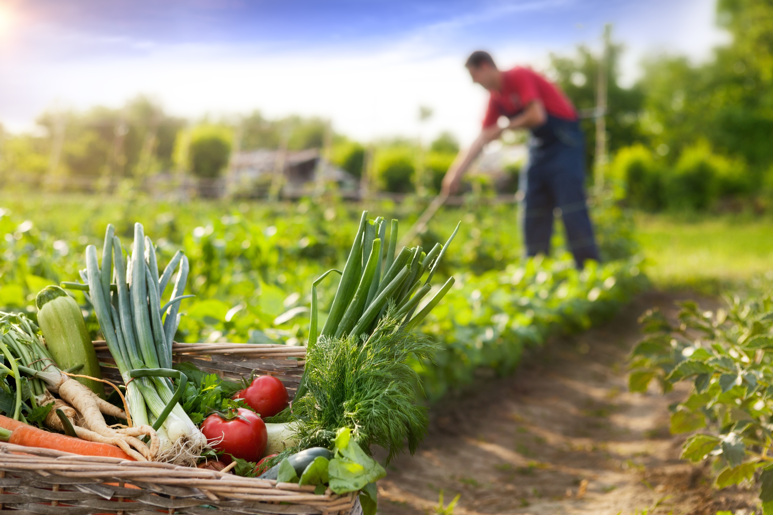 Agricultura Org nica O Que Como Funciona Vantagens Ecologia Agricultura Org nica O Que Como Funciona Vantagens Ecologia