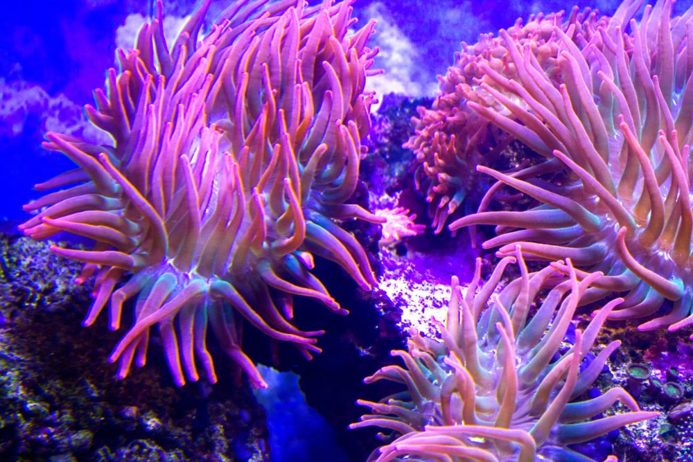 Anêmona-do-mar - o que é, características, fotos - Animais - InfoEscola Anêmona-do-mar - o que é, características, fotos - Animais - InfoEscola