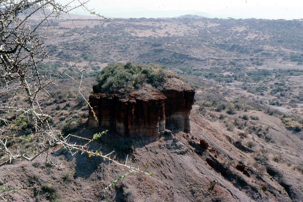 Homo habilis - características, quando e onde viveu - História - InfoEscola