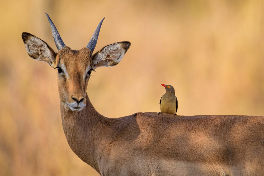 Impala - características, habitat, fotos - Animais - InfoEscola